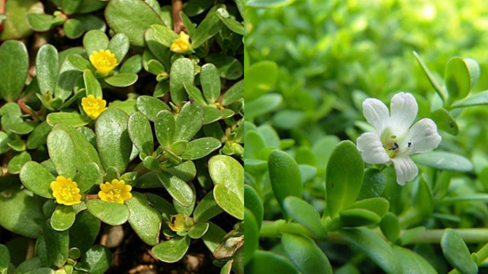 Rau sam có phải là rau đắng? Cách trồng và chế biến rau sam