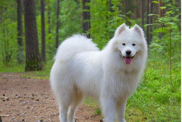 Top 15+ bài văn tả con chó chọn lọc hay nhất