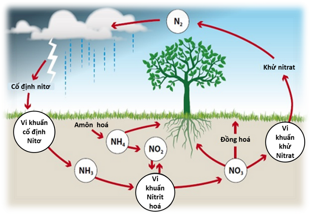 Thành phần hữu cơ trong đất bắt nguồn từ đâu?