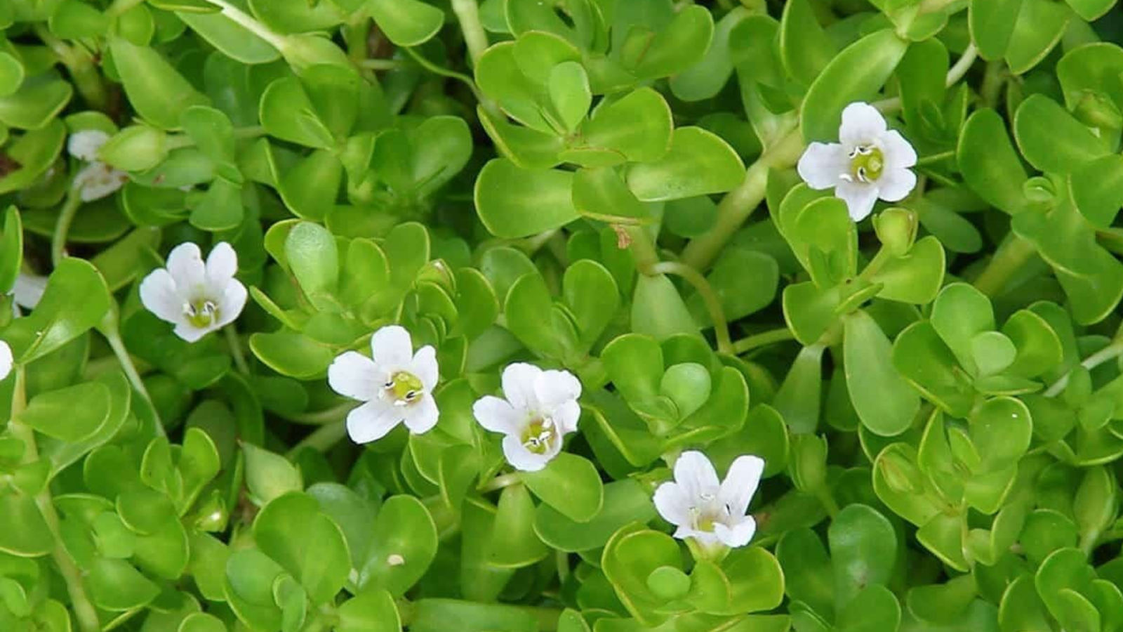 Rau sam có phải là rau đắng? Cách trồng và chế biến rau sam