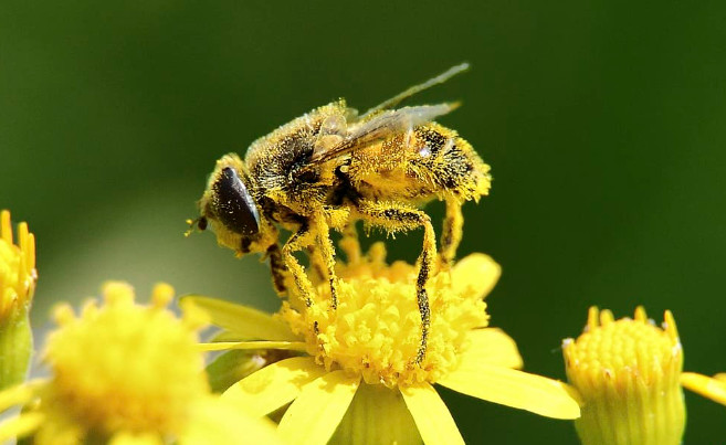 Thụ phấn là gì? Có những hình thức thụ phấn nào?