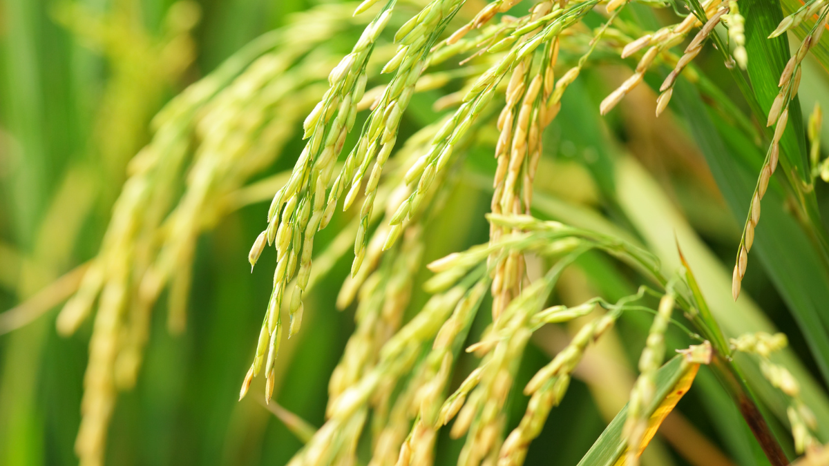 Phân tích truyện Nữ thần lúa chọn lọc hay nhất Ngữ văn lớp 10