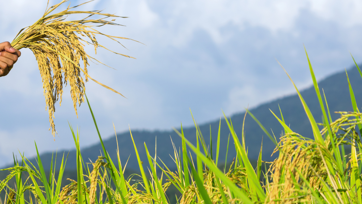 Phân tích tác phẩm Lúa và cỏ siêu hay - Ngữ văn lớp 10