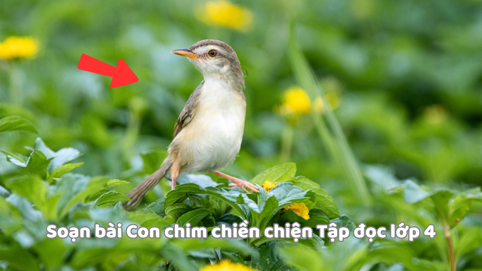 Soạn bài Con chim chiền chiện Tập đọc lớp 4