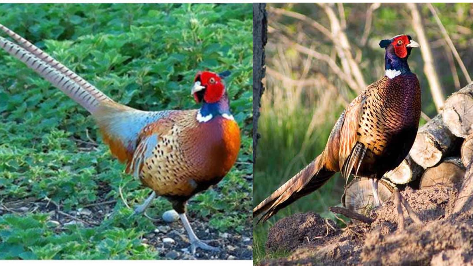 Tổ chức nuôi chim Trĩ đỏ thì phải đáp ứng các điều kiện nào?