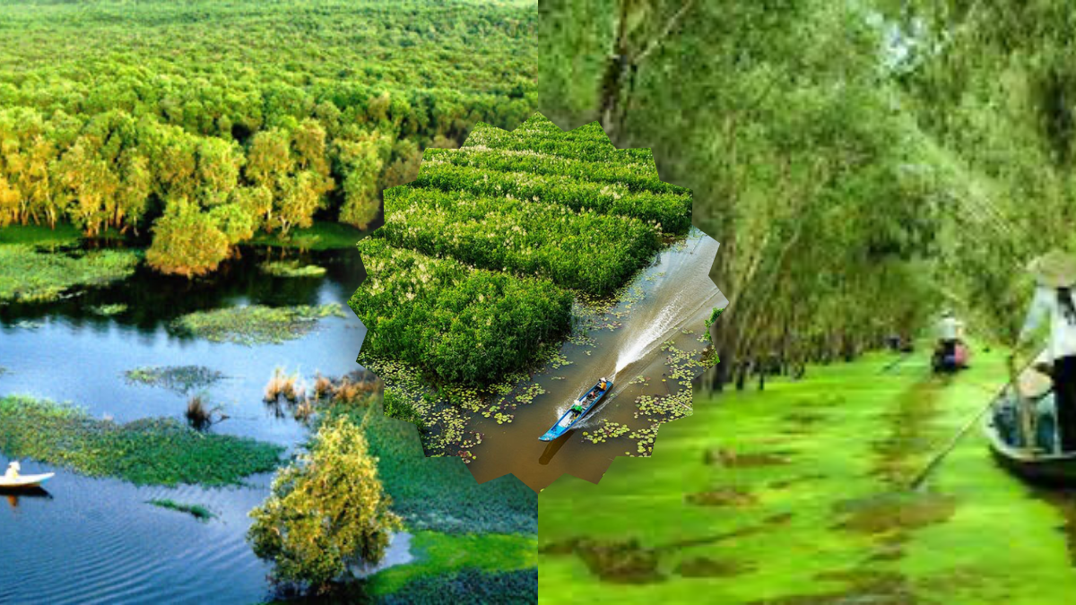 Thuyết minh về rừng U Minh chọn lọc hay nhất