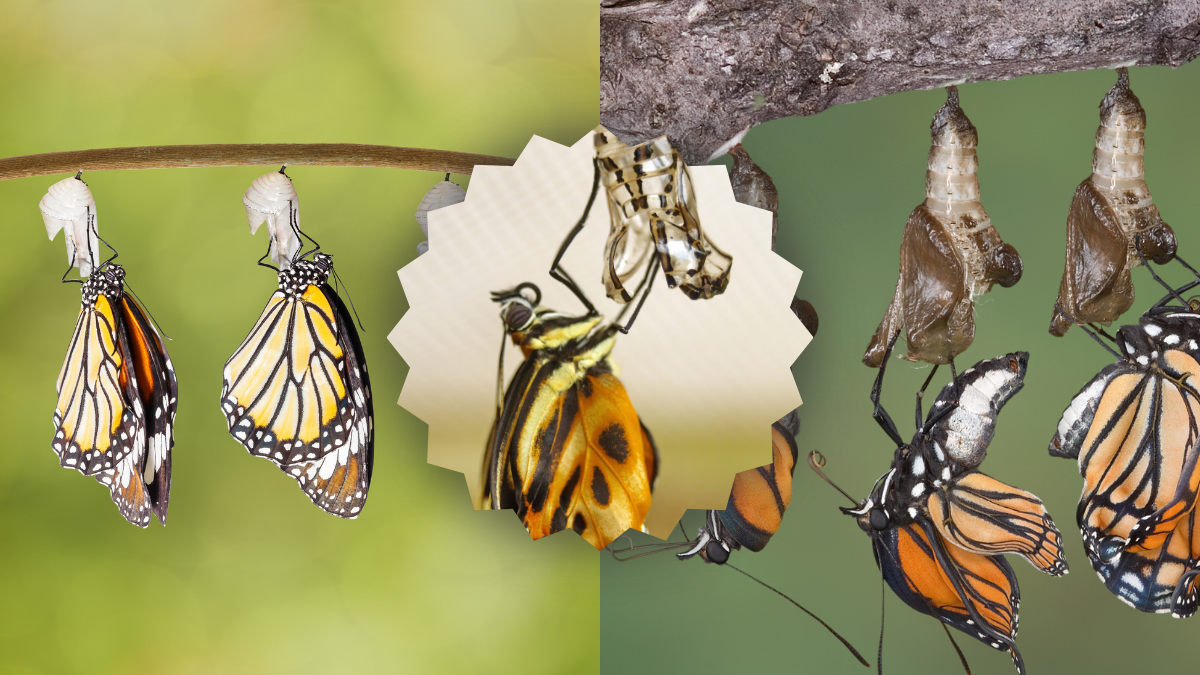 Suy nghĩ về ý nghĩa câu chuyện "Cậu bé và cái kén" hay nhất