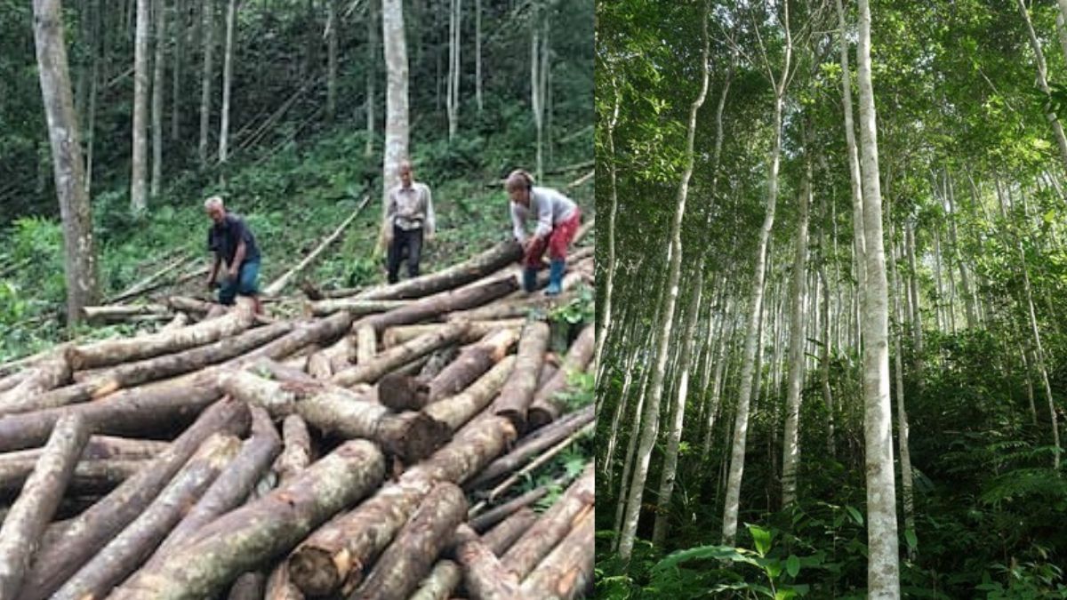 Rừng tự nhiên được khai thác lâm sản trong rừng sản xuất thế nào?