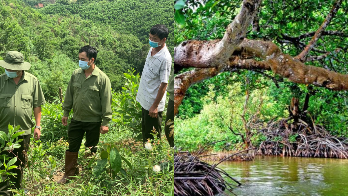 Được để thừa kế quyền sử dụng rừng được giao trồng rừng phòng hộ?