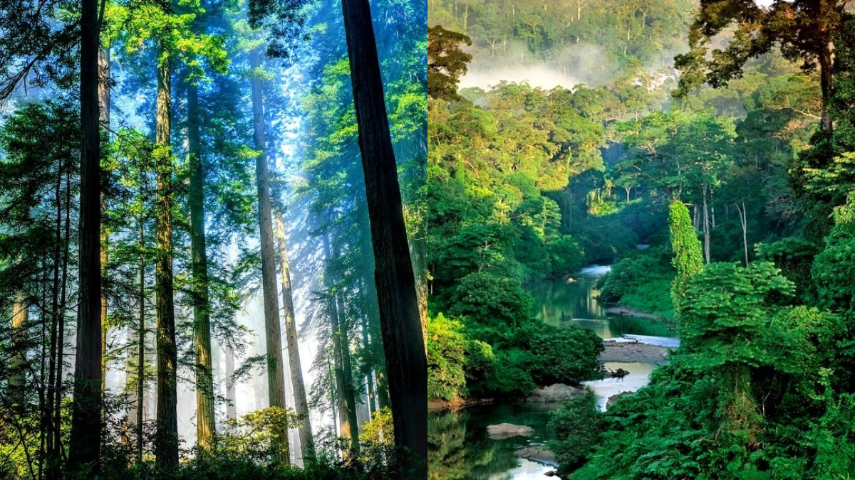 Ý nghĩa to lớn của rừng đồi với tài nguyên môi trường