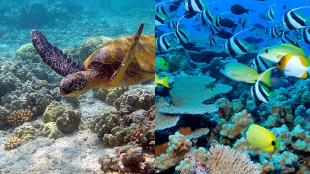 Tài nguyên sinh vật nước ta có giá trị to lớn về phát triển kinh tế