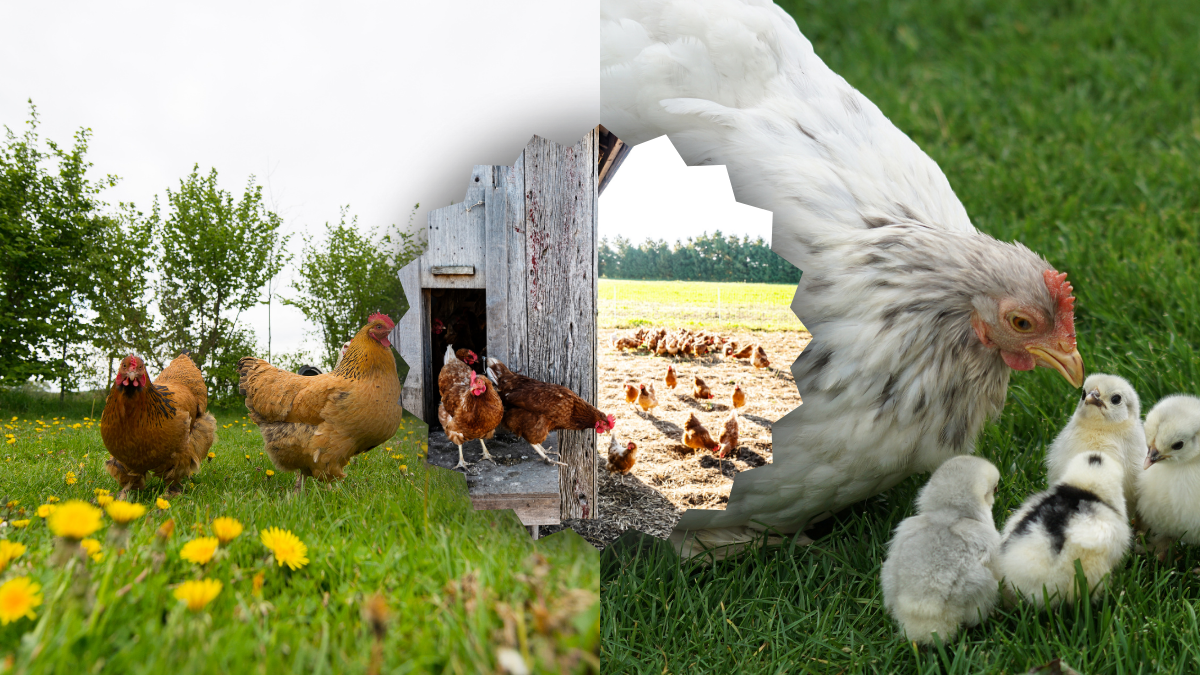 Dàn ý Tả cảnh gà mẹ dẫn gà con đi kiếm mồi - Tập làm văn lớp 5