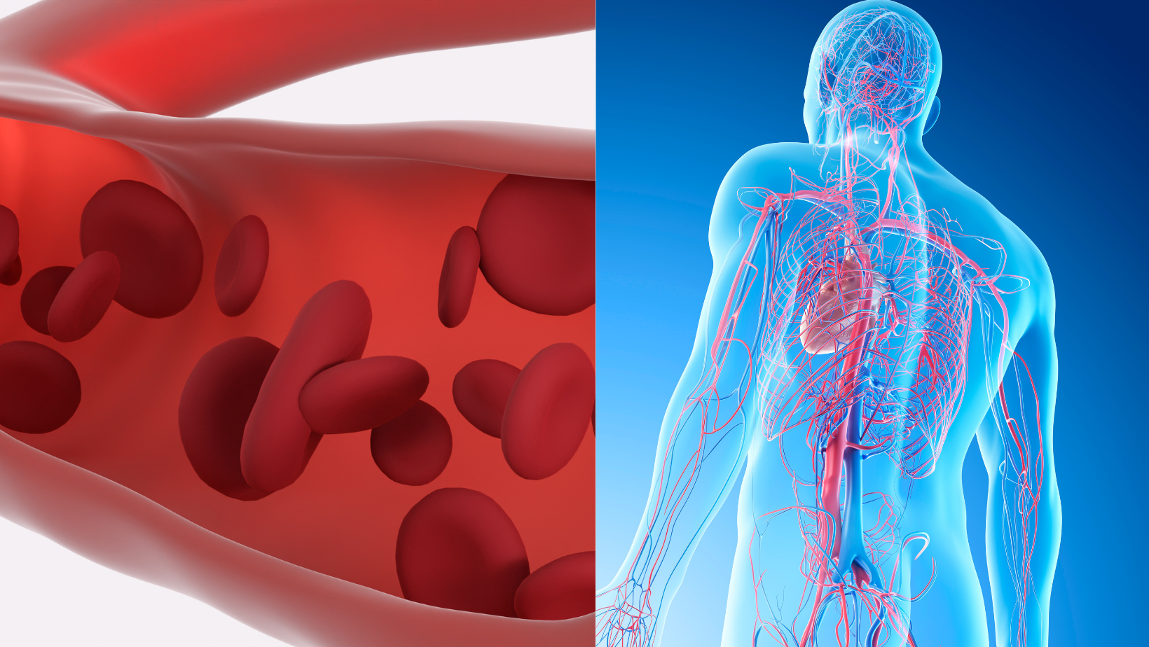 Loại mạch nào dưới đây vận chuyển máu giàu oxi? Sinh học lớp 8