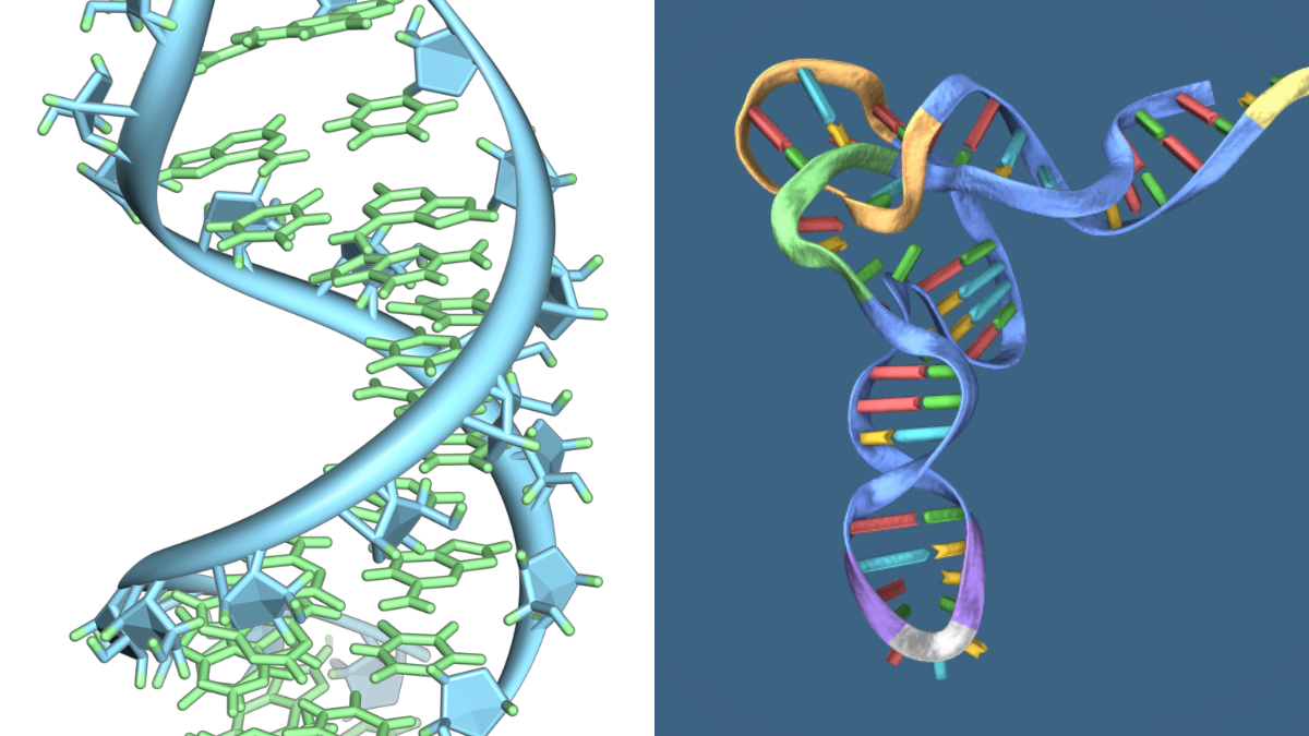Ở sinh vật nhân thực, ARN đảm nhận chức năng nào sau đây?