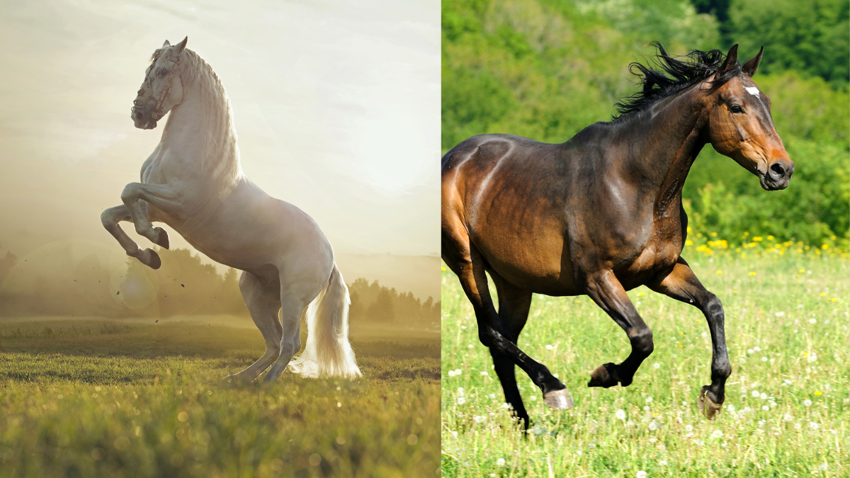 Dàn ý Tả con ngựa mà em có dịp nhìn thấy siêu hay - Tập làm văn lớp 4