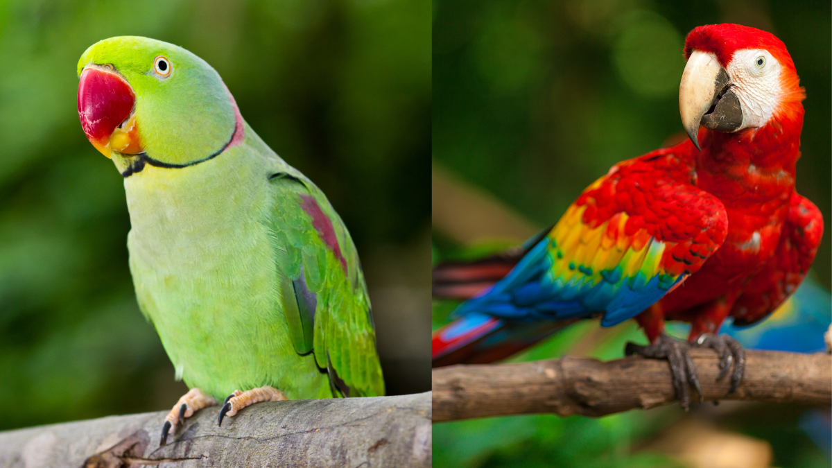 Dàn ý Tả con vẹt mà em yêu thích hay nhất, đạt điểm cao