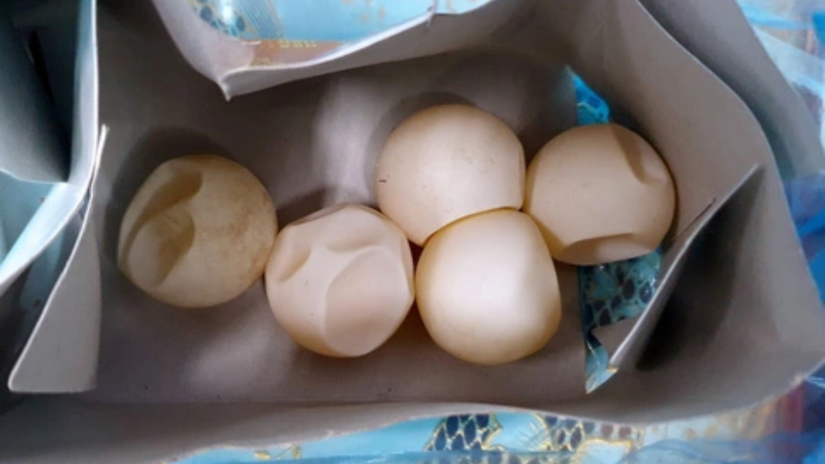 Buôn bán trái phép trứng Vích có thể bị phạt đến 500.000.000 đồng