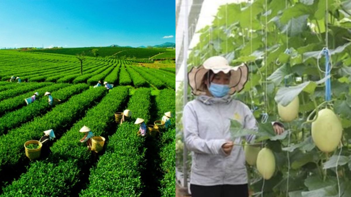 Trách nhiệm của đơn vị chủ trì liên kết và các bên liên kết theo chuỗi ...