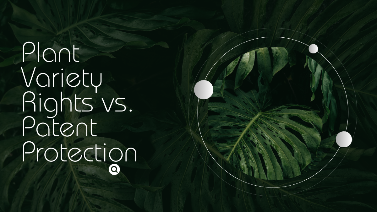 Vietnam: Plant Variety Rights vs. Patent Protection