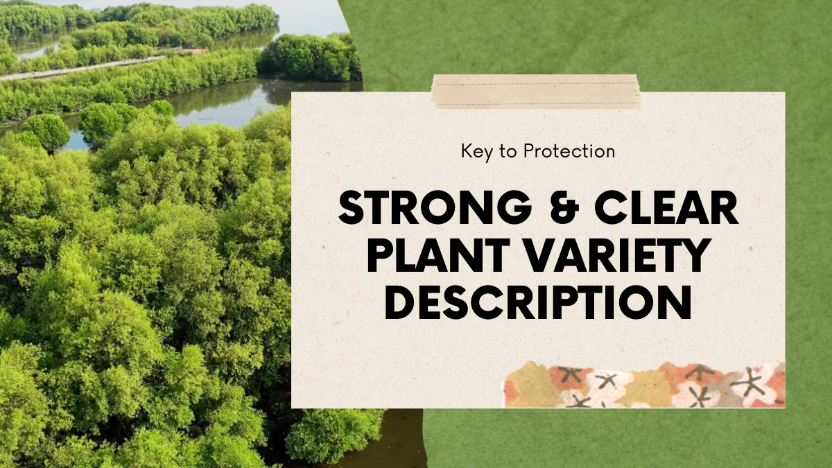 Strong & Clear Plant Variety Description: Key to Protection