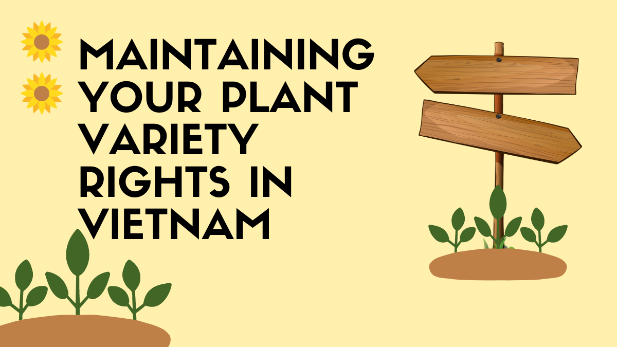 Maintaining Your Plant Variety Rights in Vietnam
