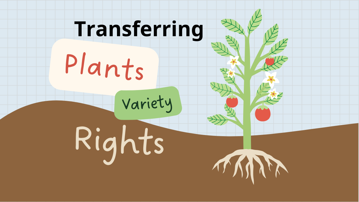 Transferring Plant Variety Rights in Vietnam: A Guide