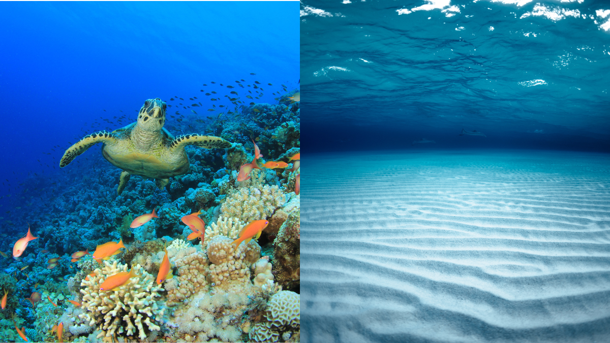 Phân tích tác phẩm Dòng "Sông đen" chọn lọc hay nhất