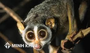 Tặng bạn 1 con culi nhỏ (động vật quý hiếm) nhưng tình cờ bị công an ...