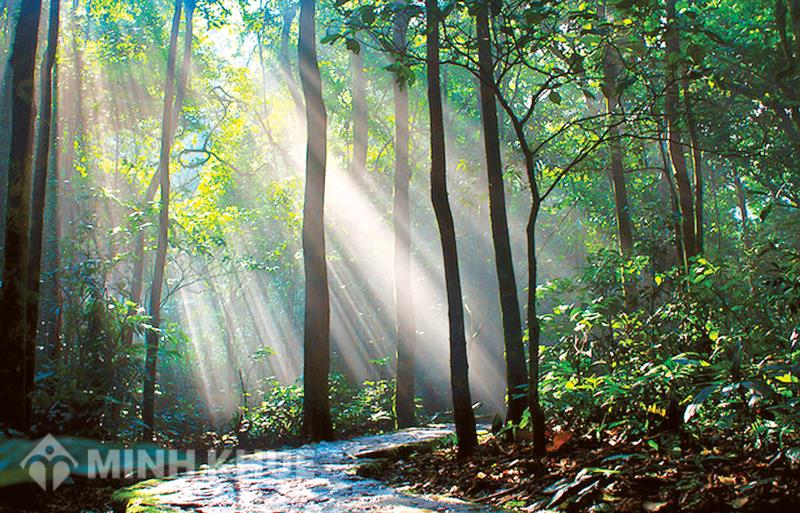 Chuyển đất rừng đặc dụng, đất rừng phòng hộ, đất rừng sản xuất là rừng ...