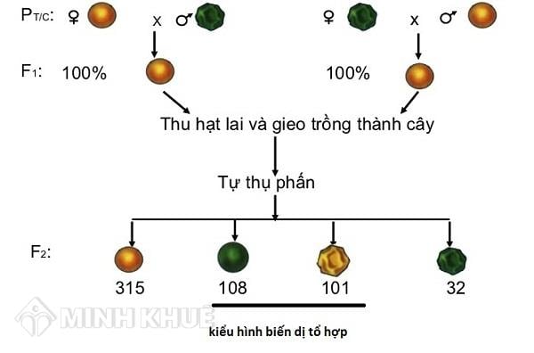Lai lai 2 cặp tính trạng sinh 9 và phương pháp tính hệ quả