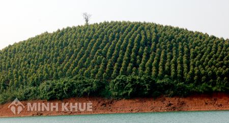 Đất trồng cây lâu năm là gì? Rủi ro khi mua đất trồng cây lâu năm?