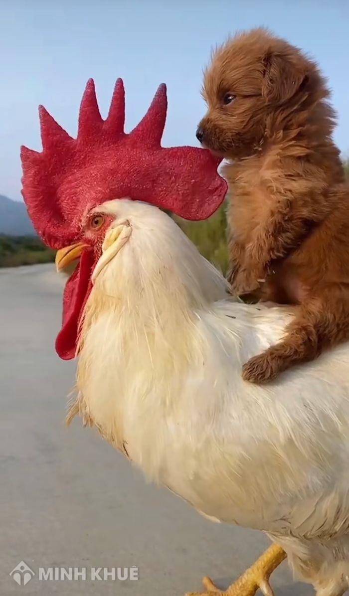 Bài toán Vừa gà vừa chó bó lại cho tròn 36 con 100 chân chẵn và các bài ...