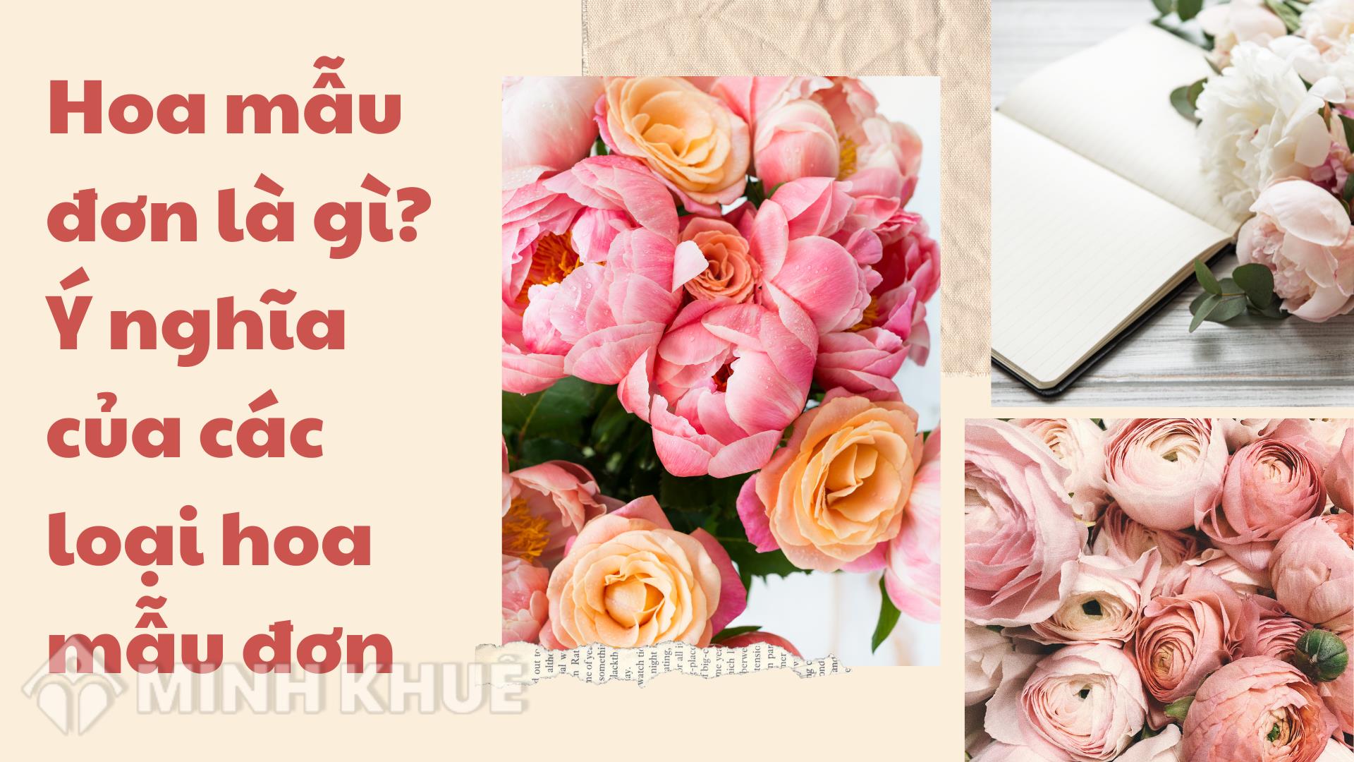 Hoa mẫu đơn là gì? Ý nghĩa của các loại hoa mẫu đơn
