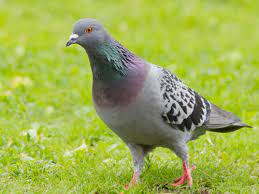 Tả về một loài chim mà em yêu thích chọn lọc hay nhất