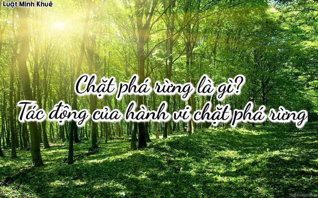Chặt phá rừng là gì? Tác động của hành vi chặt phá rừng