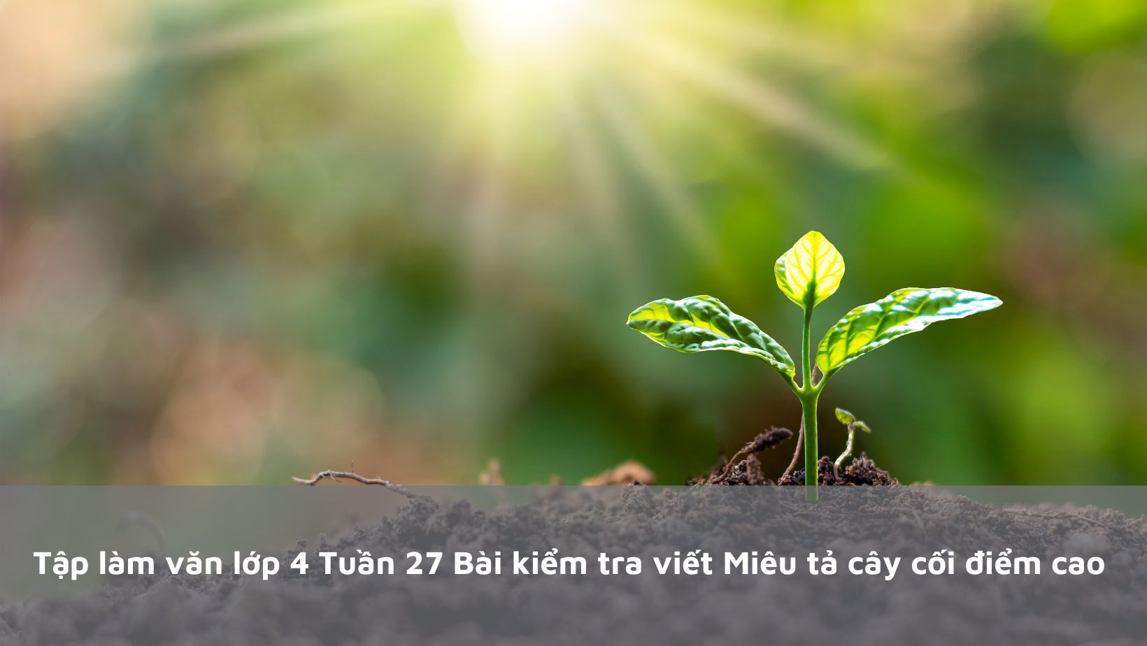 Tập làm văn lớp 4 Tuần 27 Bài kiểm tra viết Miêu tả cây cối điểm cao