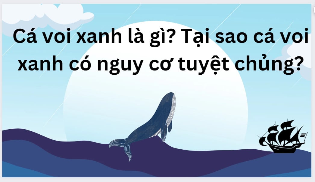 Cá voi xanh là gì? Tại sao cá voi xanh có nguy cơ tuyệt chủng?