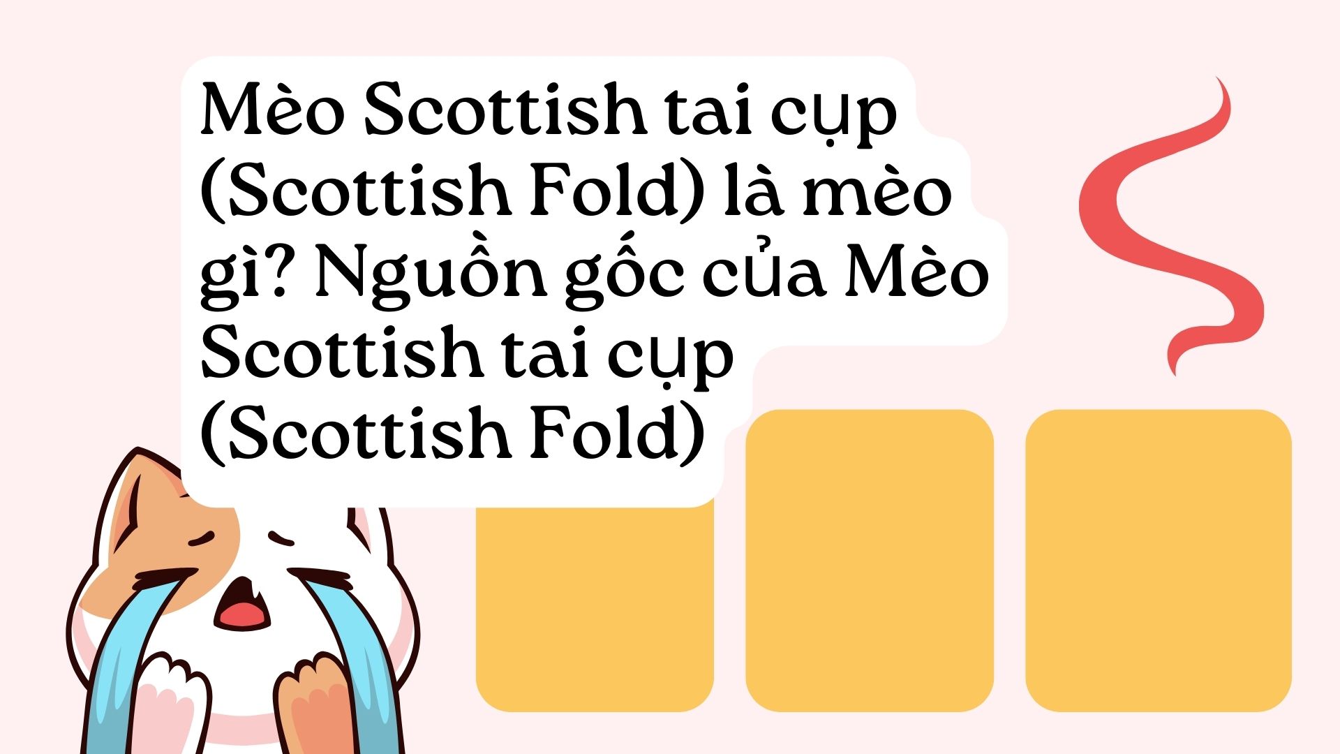 Mèo Scottish tai cụp (Scottish Fold) là mèo gì? Nguồn gốc của Mèo ...