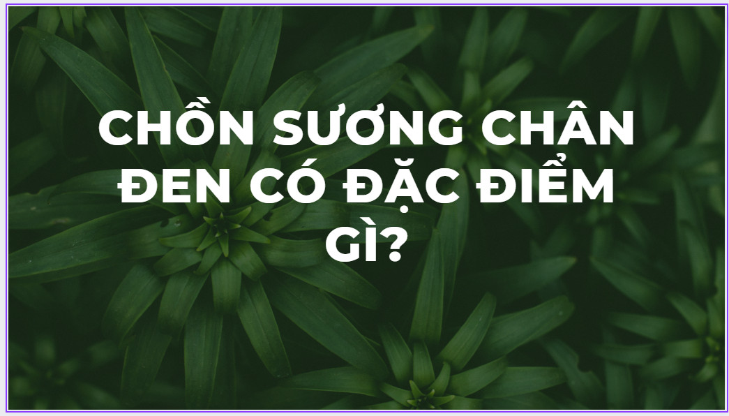 Chồn sương chân đen có đặc điểm gì?