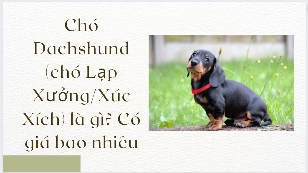 Chó Dachshund (chó Lạp Xưởng/Xúc Xích) là gì? Có giá bao nhiêu