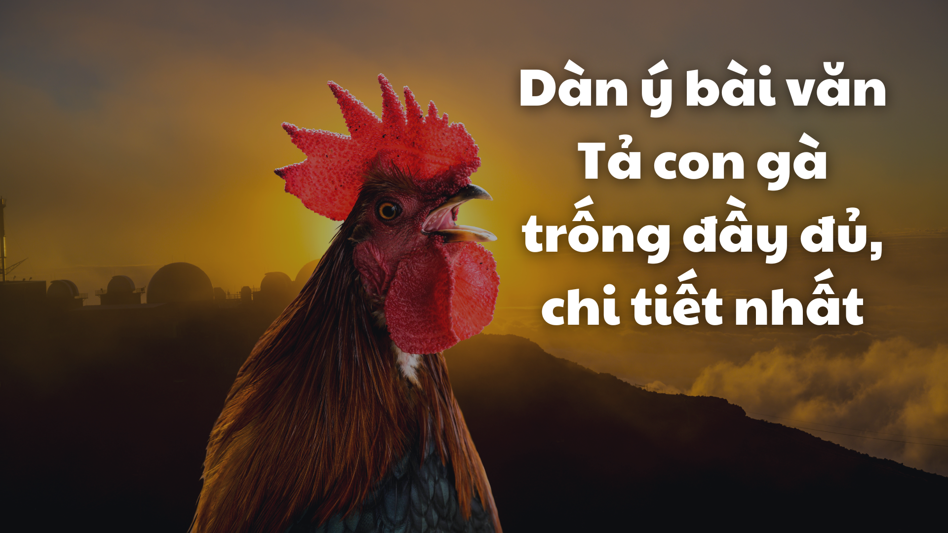 Dàn ý bài văn Tả con gà trống đầy đủ, chi tiết nhất