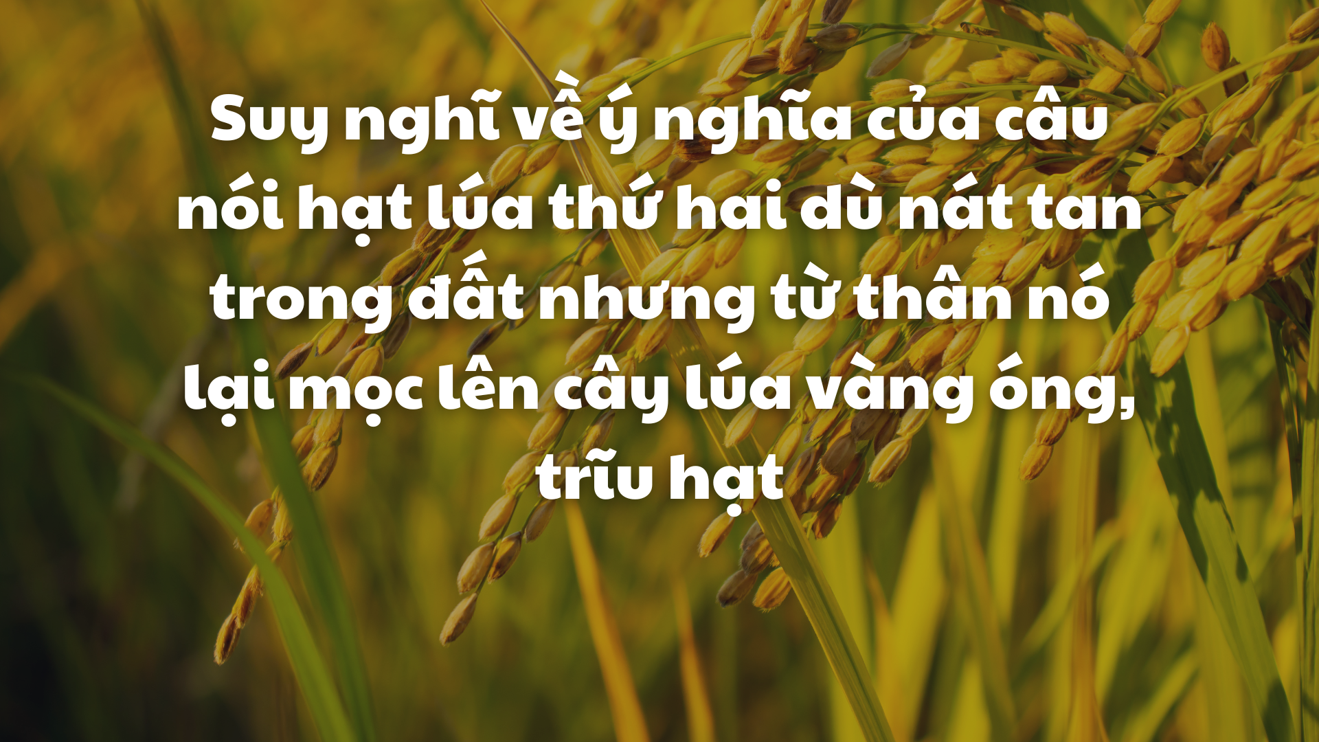 Suy nghĩ về câu nói hạt lúa thứ hai dù nát tan trong đất ... hay nhất