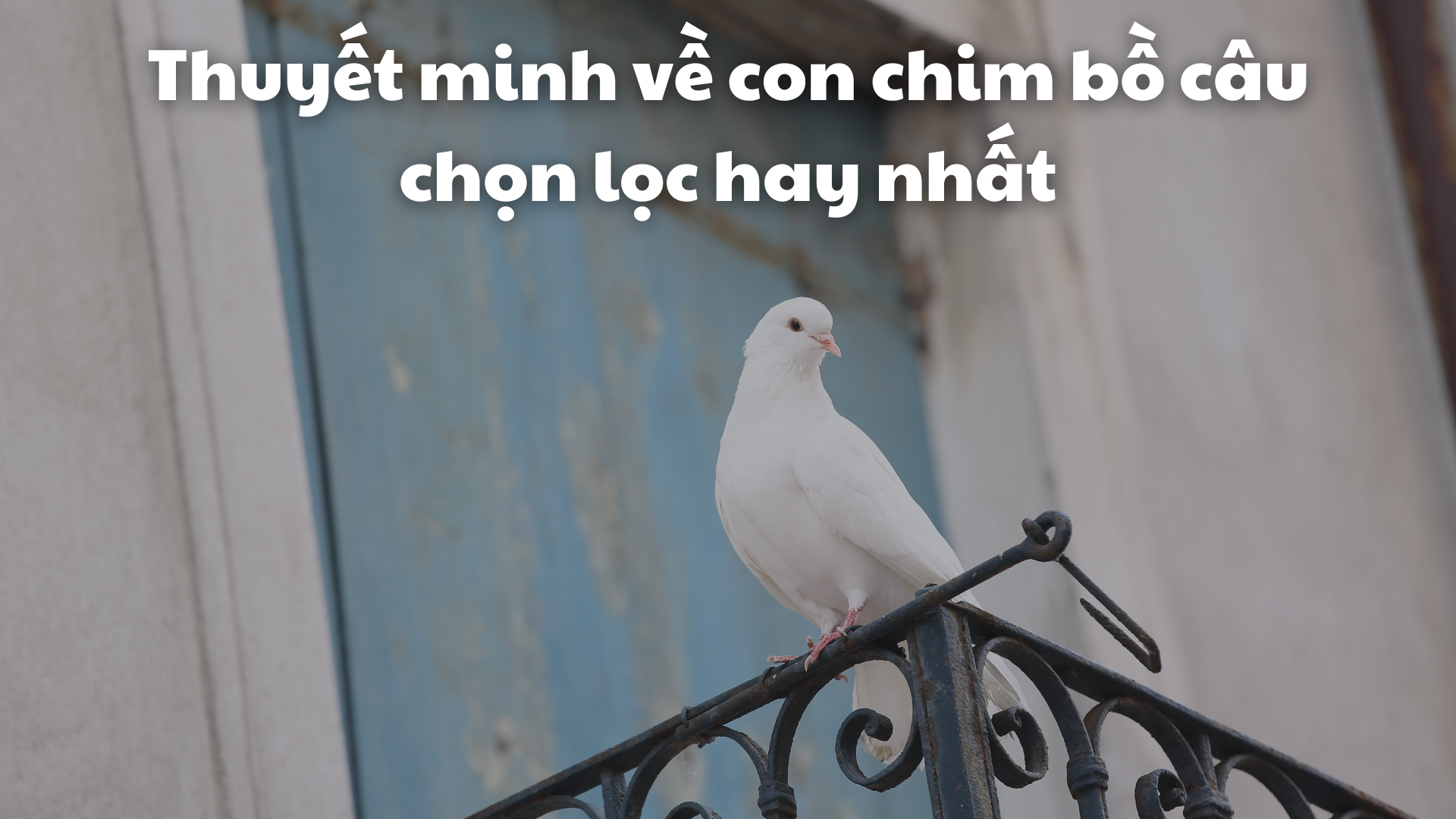 Thuyết minh về con chim bồ câu chọn lọc hay nhất