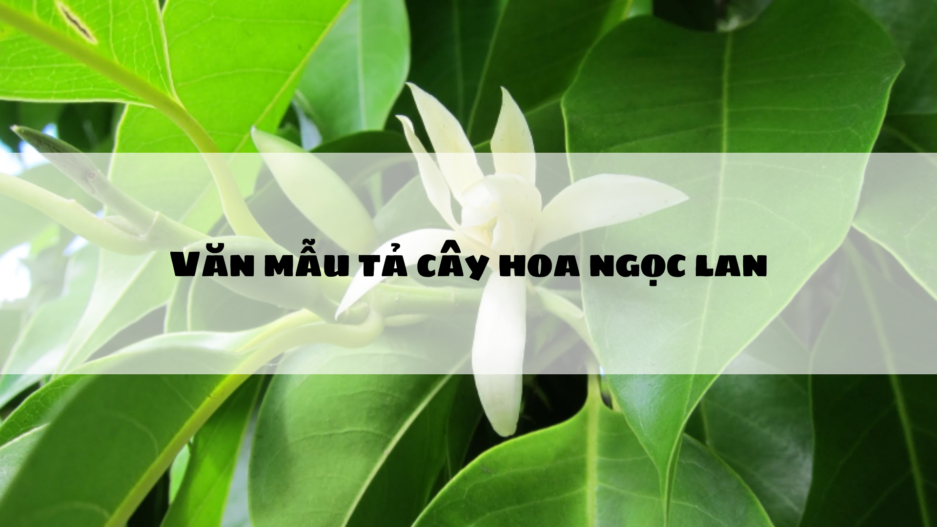 Văn mẫu tả cây hoa ngọc lan