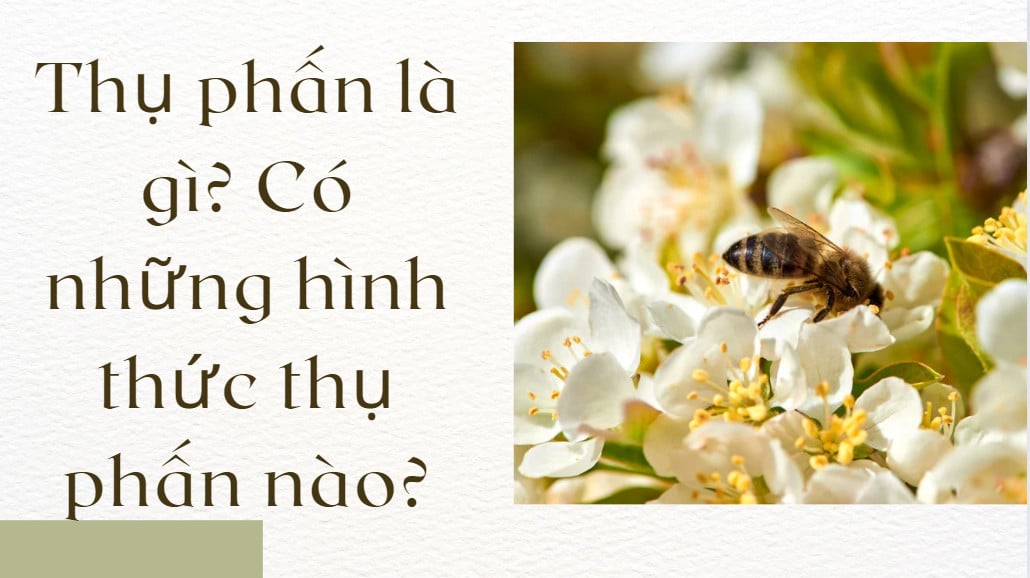 Thụ phấn là gì? Có những hình thức thụ phấn nào?