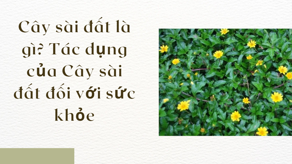 Cây sài đất là gì? Tác dụng của Cây sài đất đối với sức khỏe