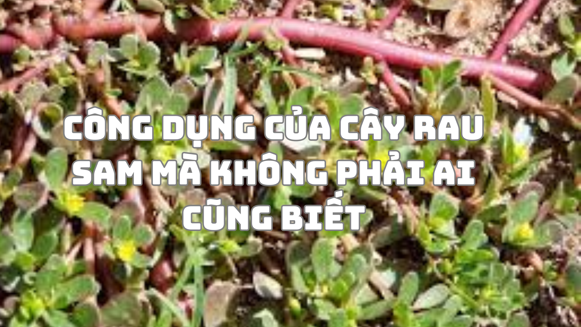 Công dụng của cây rau sam mà không phải ai cũng biết