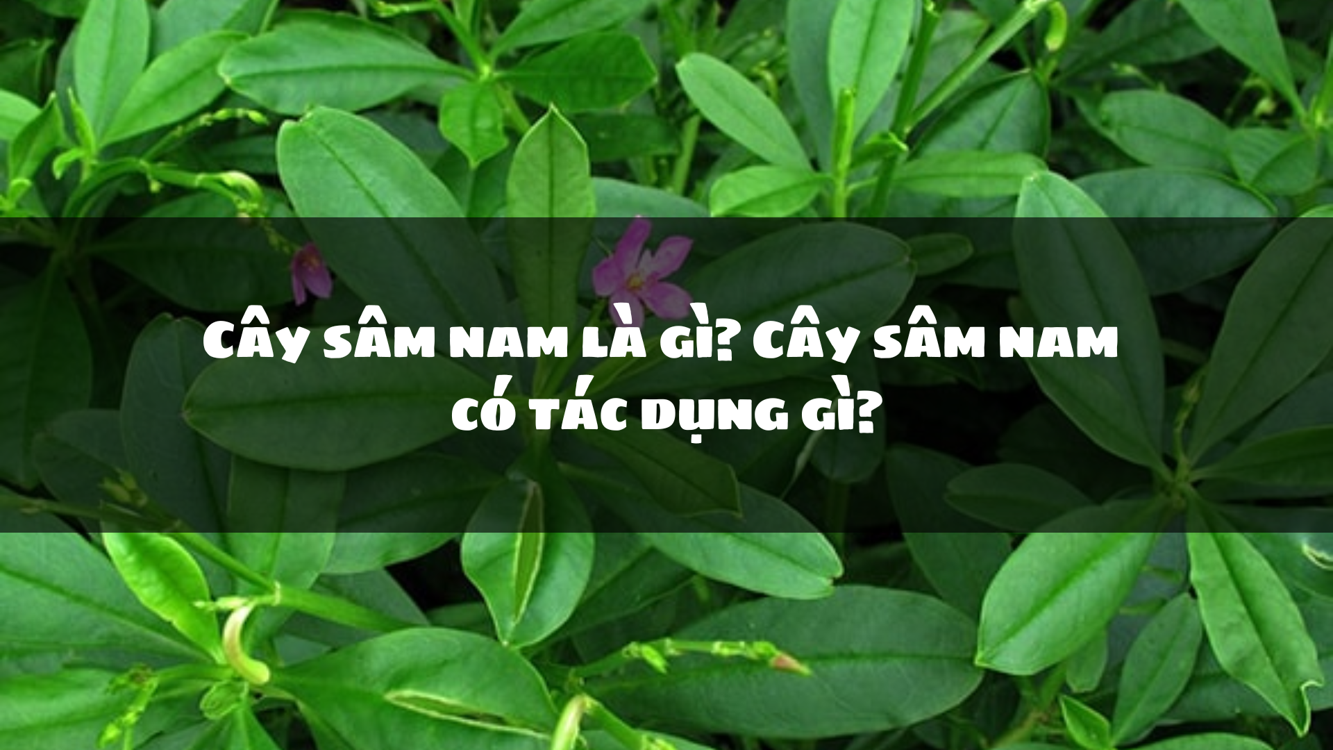 Cây sâm nam là gì? Cây sâm nam có tác dụng gì?