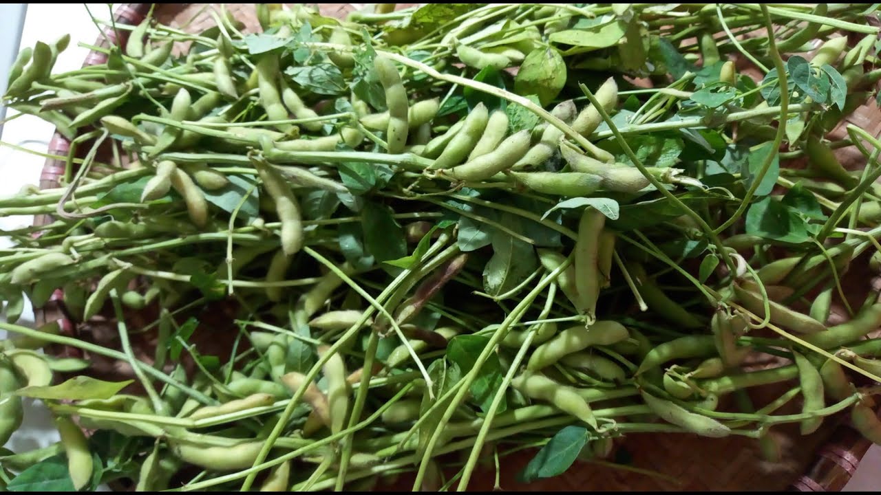 Quả đậu tương có tác dụng gì theo như kinh nghiệm dân gian?