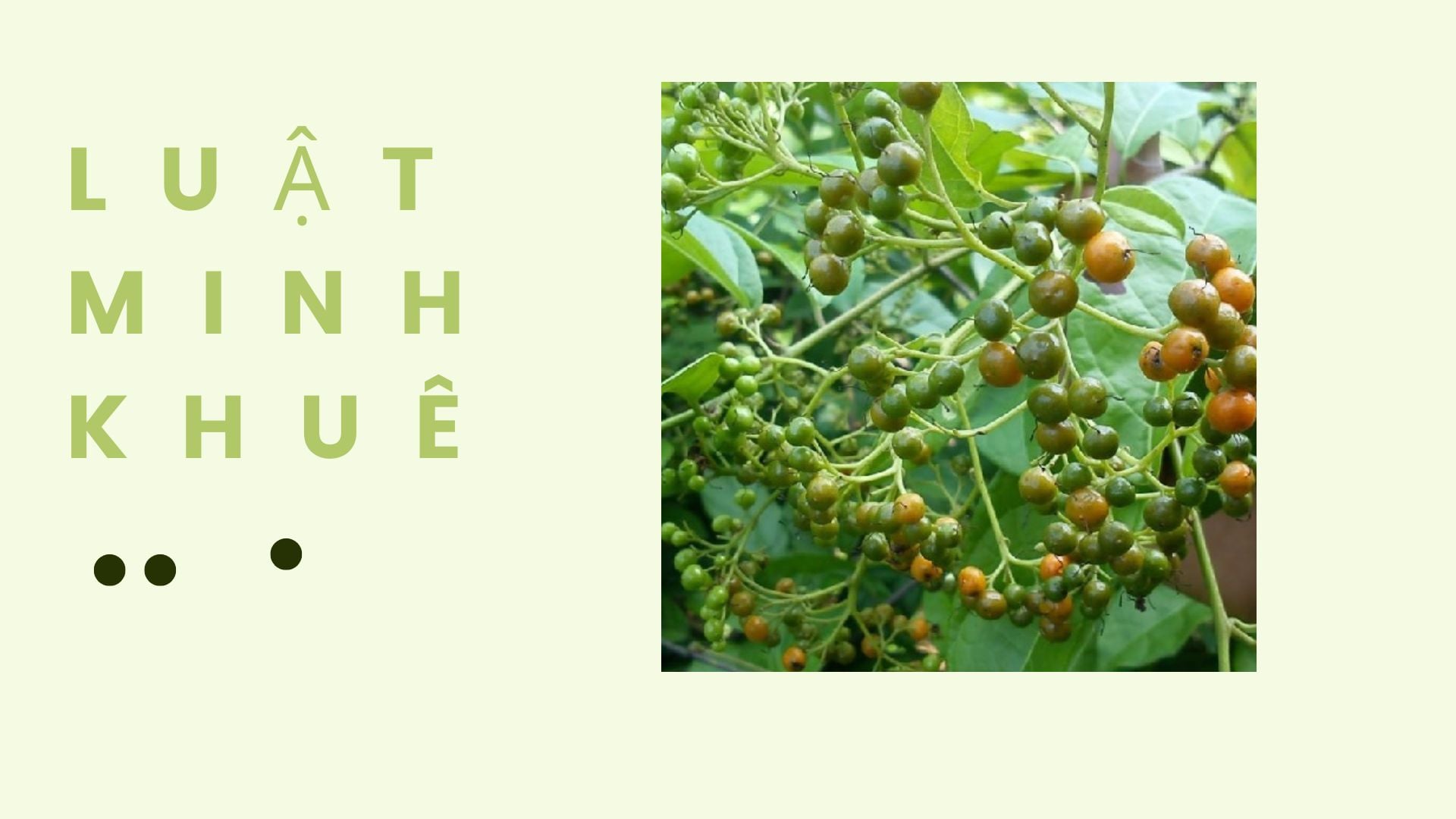 Quả xạ đen có tác dụng gì theo như kinh nghiệm dân gian?